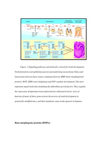GENETIC MOLECULAR BASIS OF TTOTH DEVELOPMENT | PDF