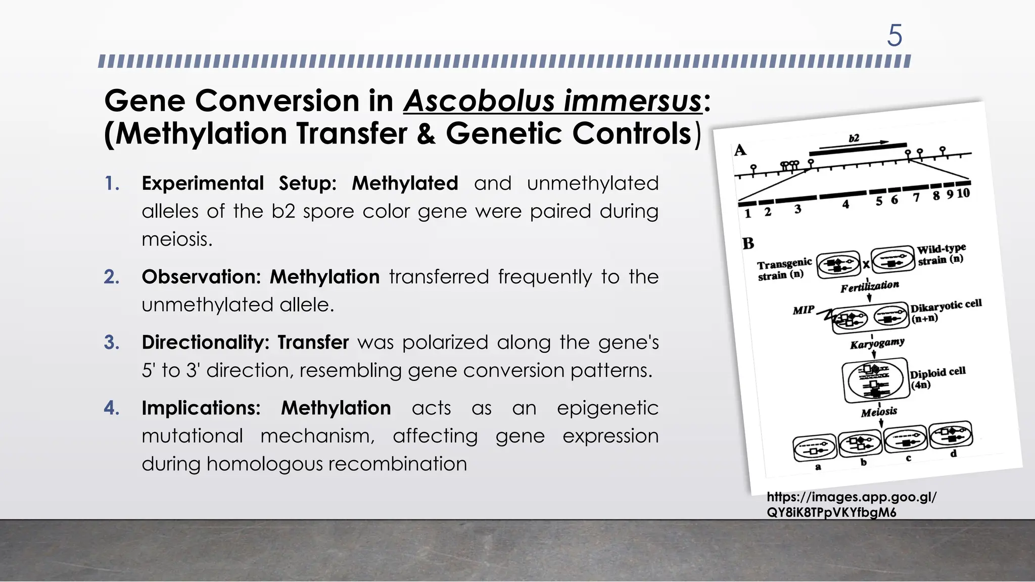 The Molecular Basis of Gene conversion ppt.pptx