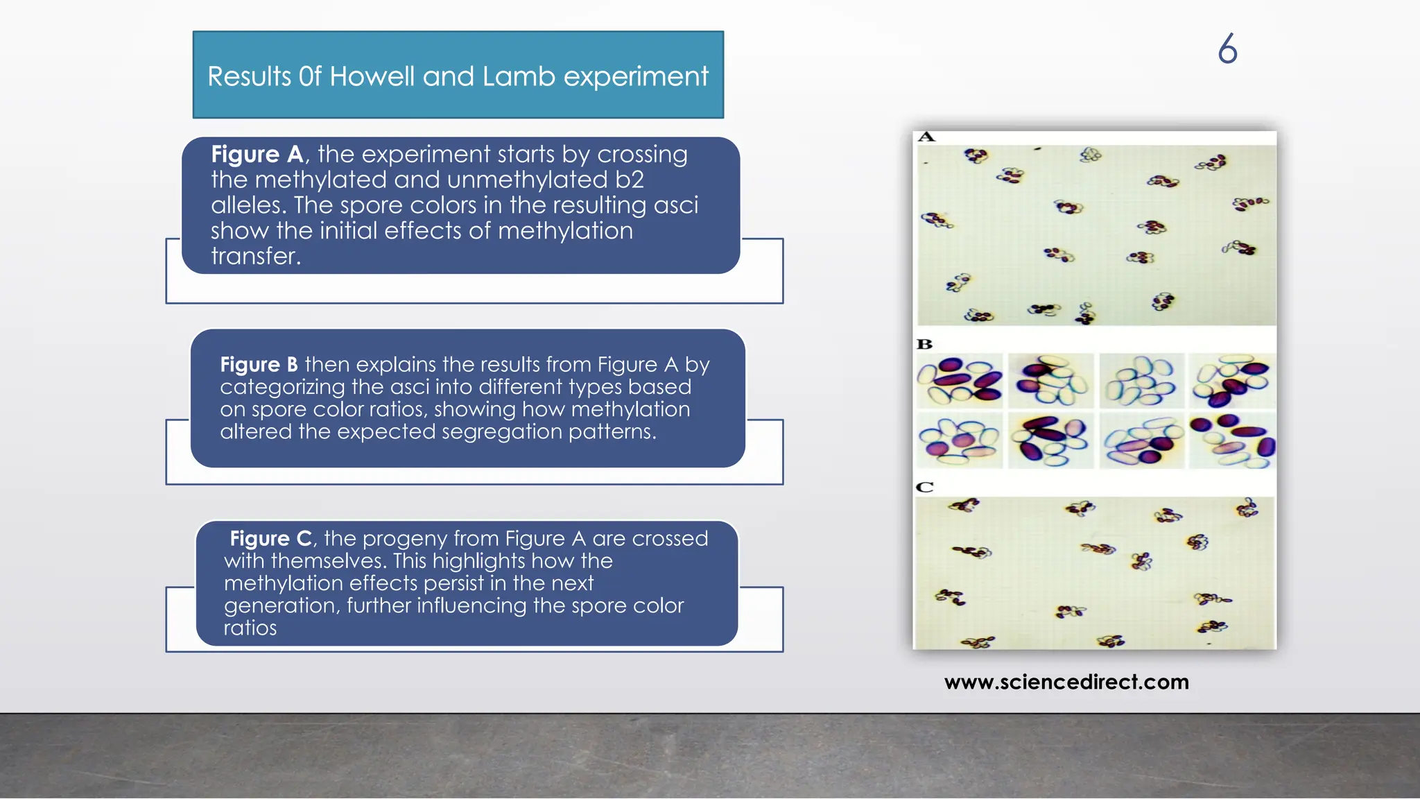 The Molecular Basis of Gene conversion ppt.pptx