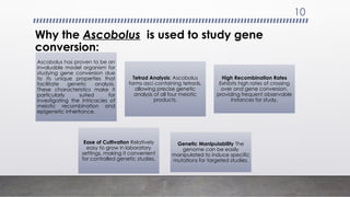 The Molecular Basis of Gene conversion ppt.pptx
