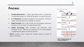 The Molecular Basis of Gene conversion ppt.pptx