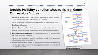 The Molecular Basis of Gene conversion ppt.pptx