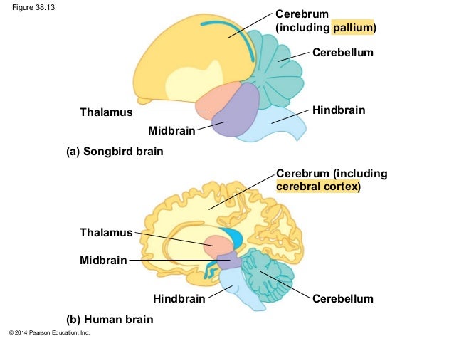 Biology in Focus - Chapter 38