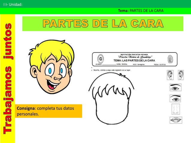 38 partes de la cara | PPT