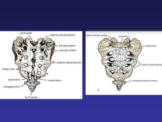 38 patch fetal and pelvic diameters.pptx