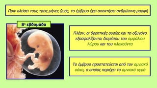 Η εγκυμοσύνη | PPT