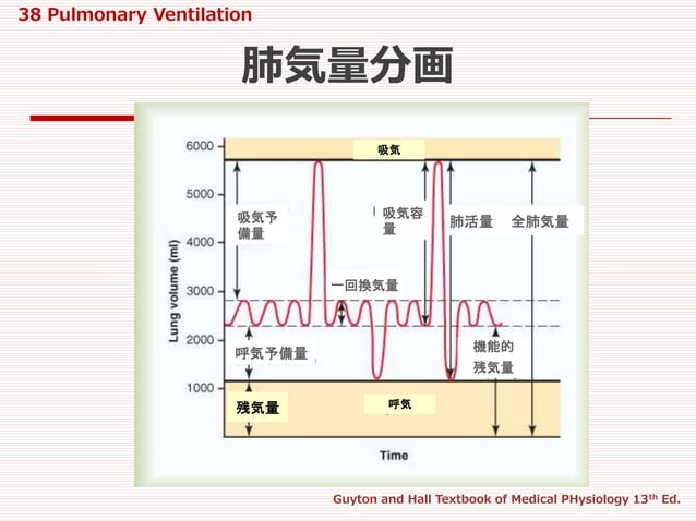 38 pulmonary ventilation | PPT