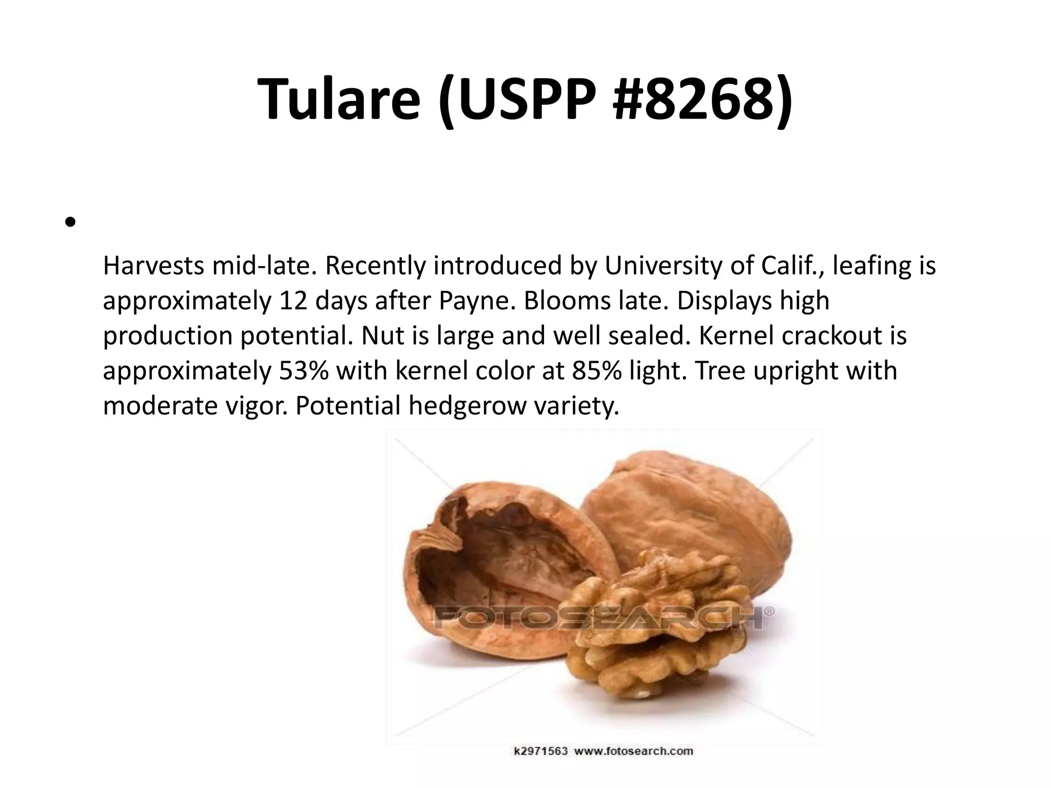 39. Walnut Varities in world By Allah Dad Khan | PPTX