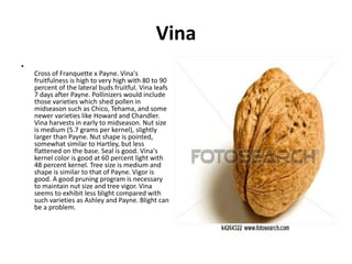 39. Walnut Varities in world By Allah Dad Khan | PPTX | Gardening ...