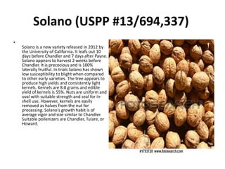39. Walnut Varities in world By Allah Dad Khan | PPTX | Gardening ...