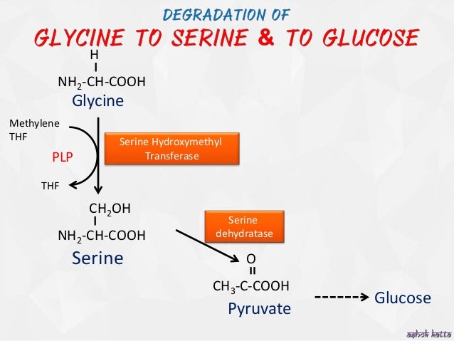 Metabolism of Glycine.