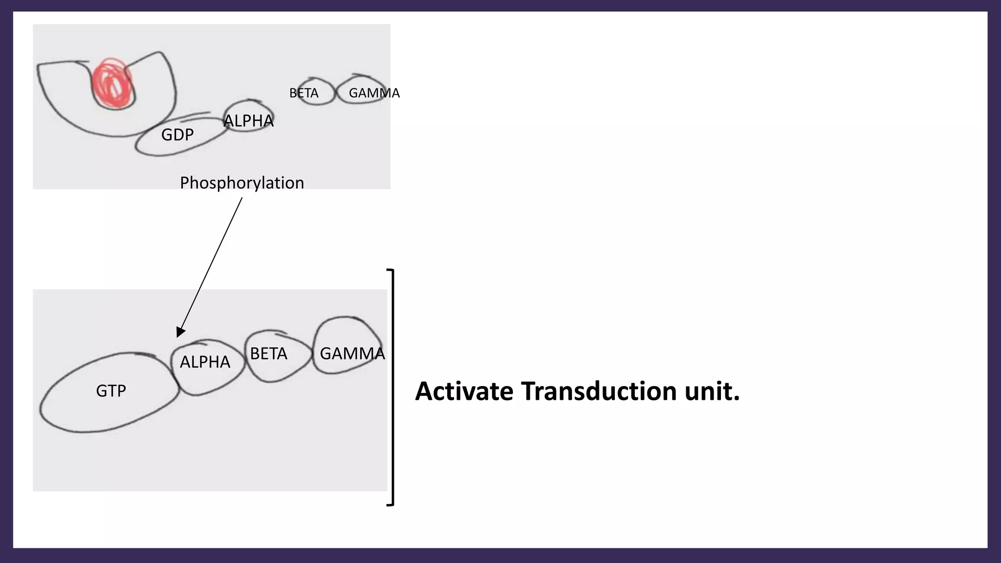 Mechanism of Peptide Hormone Action | PPTX