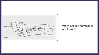 Mechanism of Peptide Hormone Action | PPTX