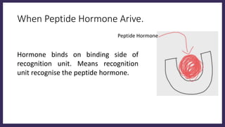 Mechanism of Peptide Hormone Action | PPTX