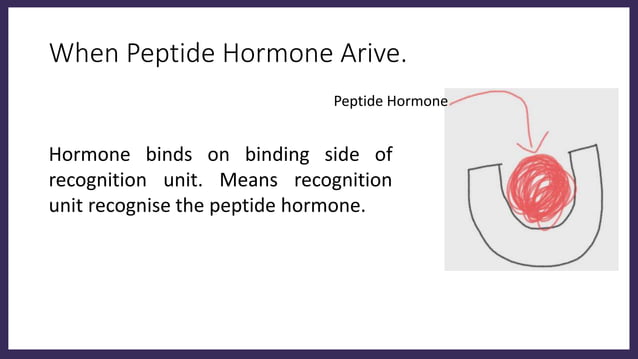 Mechanism of Peptide Hormone Action | PPTX