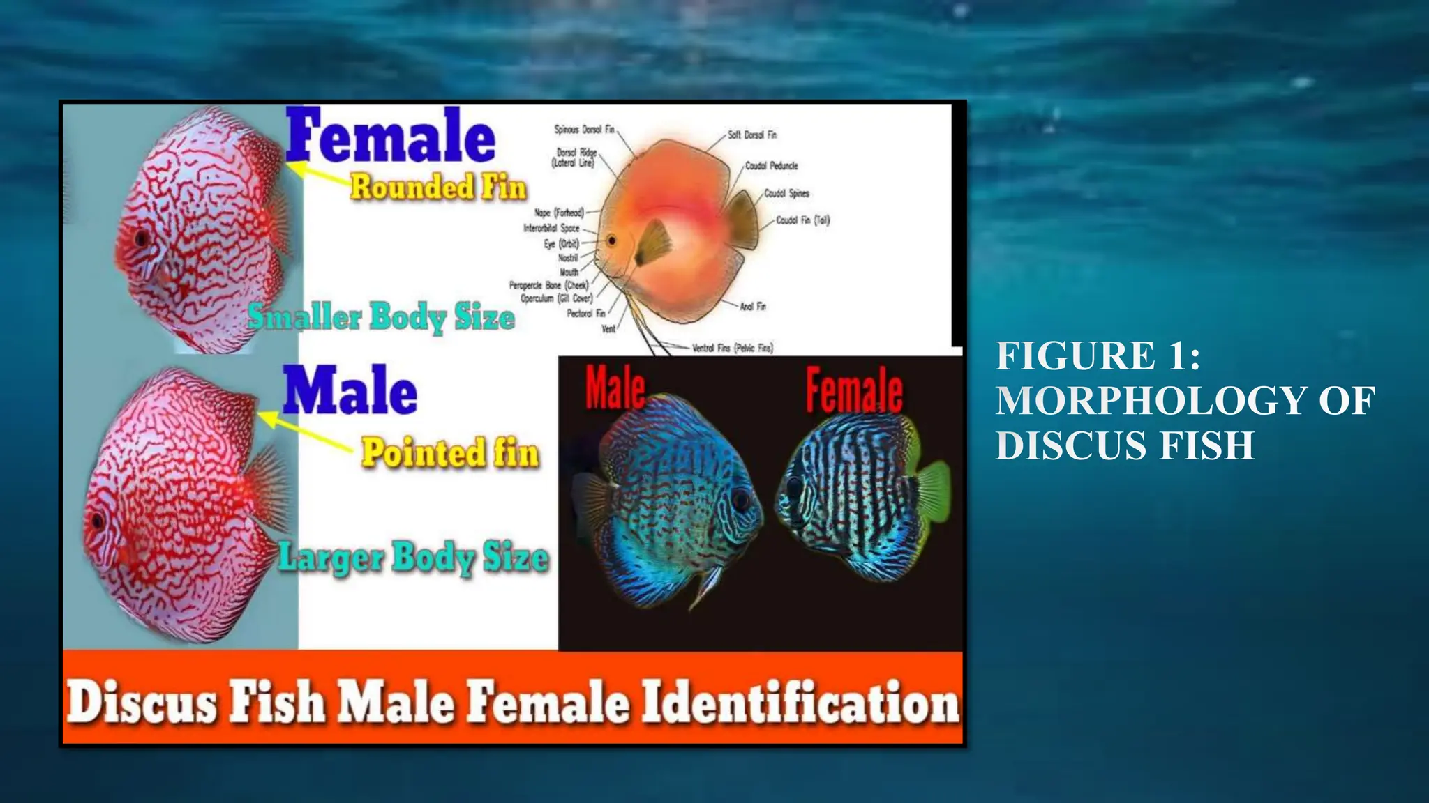 DISCUS FISH Introduction Morphology and its behaviour characteristics ...