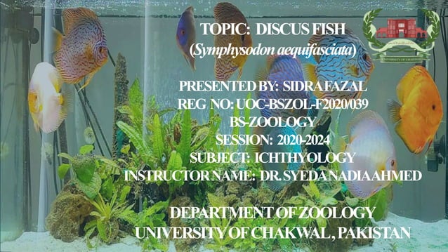 DISCUS FISH Introduction Morphology and its behaviour characteristics ...