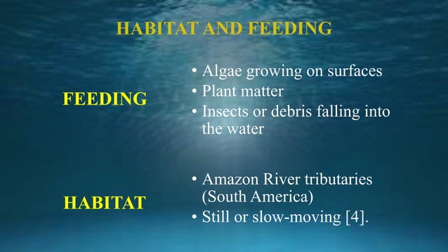 DISCUS FISH Introduction Morphology and its behaviour characteristics ...