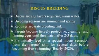 DISCUS FISH Introduction Morphology and its behaviour characteristics ...