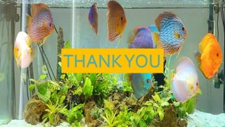 DISCUS FISH Introduction Morphology and its behaviour characteristics ...