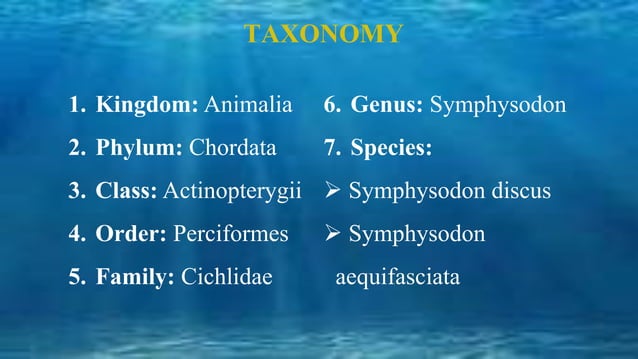 DISCUS FISH Introduction Morphology and its behaviour characteristics ...