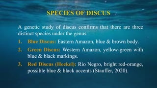 DISCUS FISH Introduction Morphology and its behaviour characteristics ...