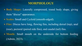 DISCUS FISH Introduction Morphology and its behaviour characteristics ...