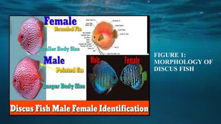 DISCUS FISH Introduction Morphology and its behaviour characteristics ...
