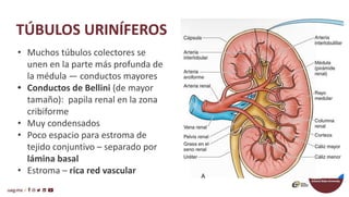 Anatomia y Fisiologia del sistema urinario | PDF