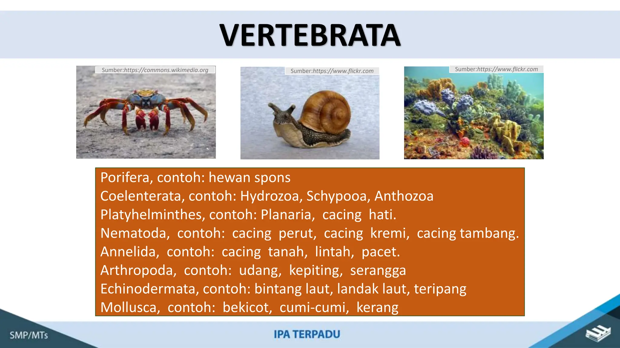 uruta kigdom Animalia smp kelas V11.pptx