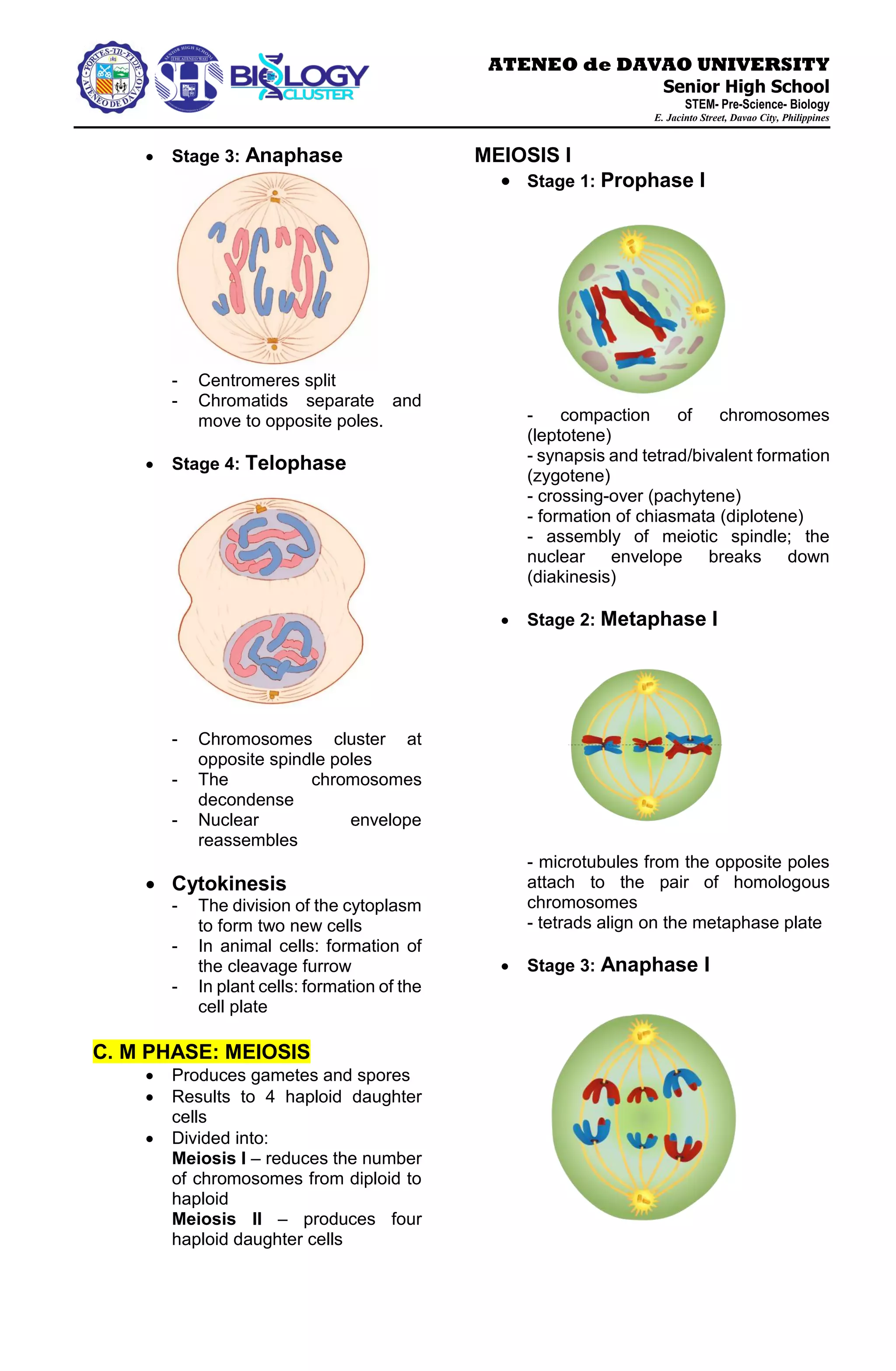 390373431-The-Cell-Cycle.pdf