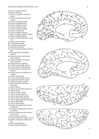 Atlas of Regional ANATOMY of the Brain Using MRI | PDF