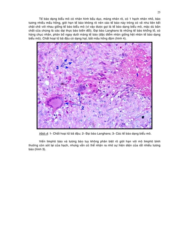 Bài Giảng, Atlas Thực Tập Giải Phẫu Bệnh ĐH Y Phạm Ngọc Thạch | PDF