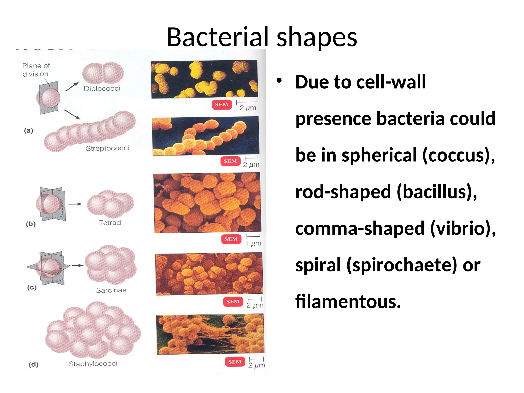 391991409-1-Bacterial-Morphology-ppt.ppt