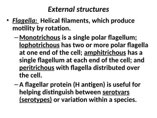 391991409-1-Bacterial-Morphology-ppt.ppt