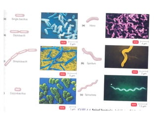 391991409-1-Bacterial-Morphology-ppt.ppt