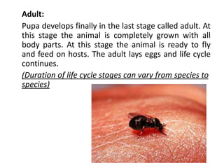 392299825-Simulidae-Blackfly.pptx