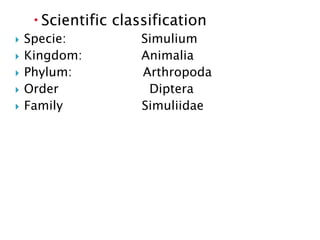 392299825-Simulidae-Blackfly.pptx