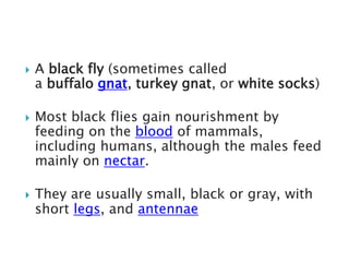 392299825 Simulidae Blackfly Pptx