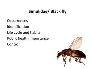 392299825-Simulidae-Blackfly.pptx