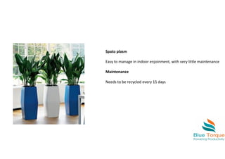 Indoor plants- enhancing workplace envoirnment | PDF