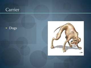 Zoonotic Diseases are occured by animals due to infection. | PPT | Free ...