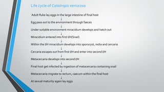Notocotylidae, Echinostomatidae, Troglotrematidae Family | PPTX