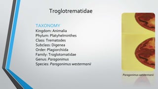 Notocotylidae, Echinostomatidae, Troglotrematidae Family | PPTX