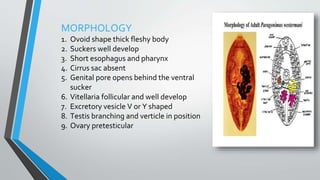 Notocotylidae, Echinostomatidae, Troglotrematidae Family | PPTX