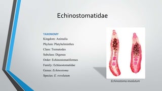 Notocotylidae, Echinostomatidae, Troglotrematidae Family | PPTX