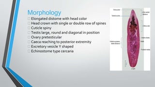 Notocotylidae, Echinostomatidae, Troglotrematidae Family | PPTX