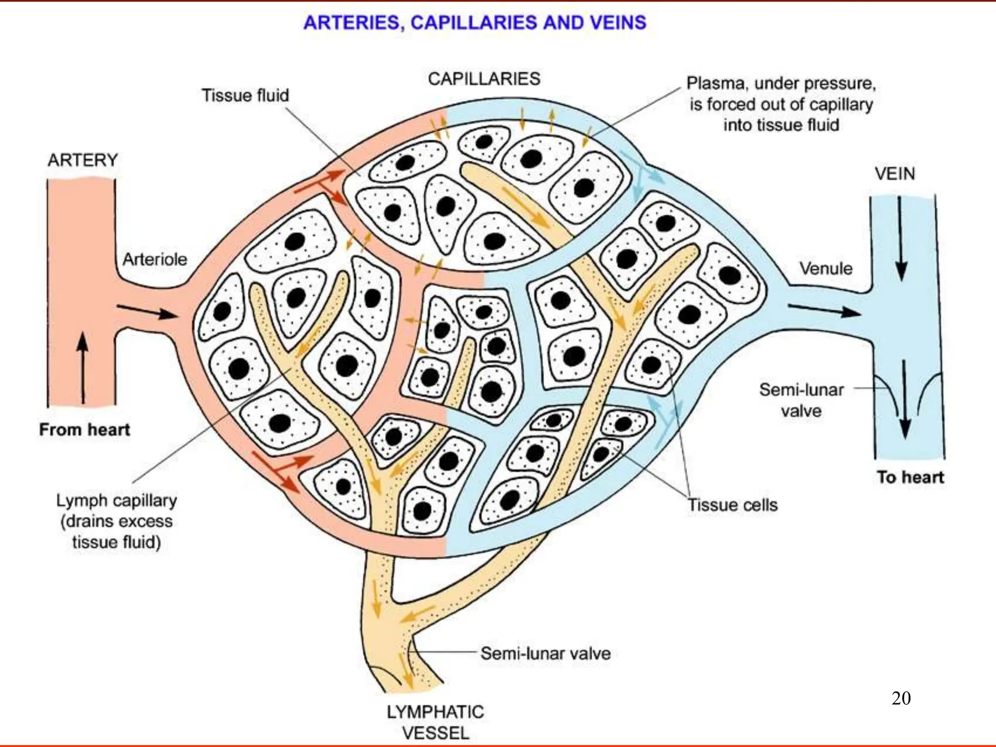 Transport in human, human circulatory system | PPT