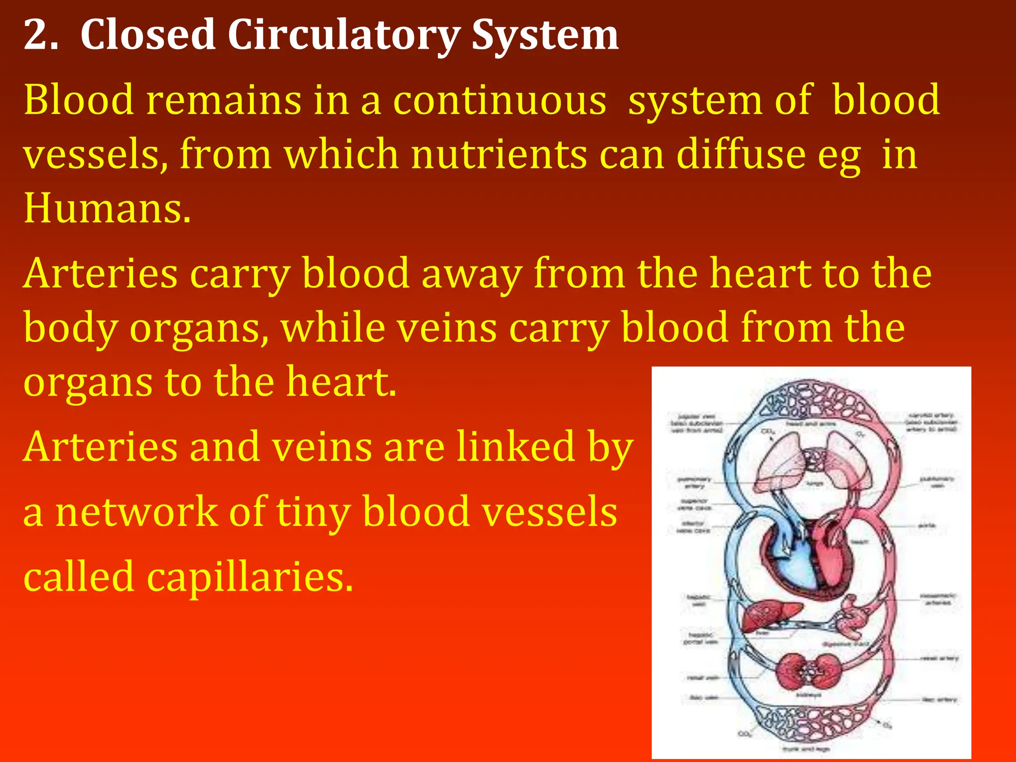Transport in human, human circulatory system | PPT