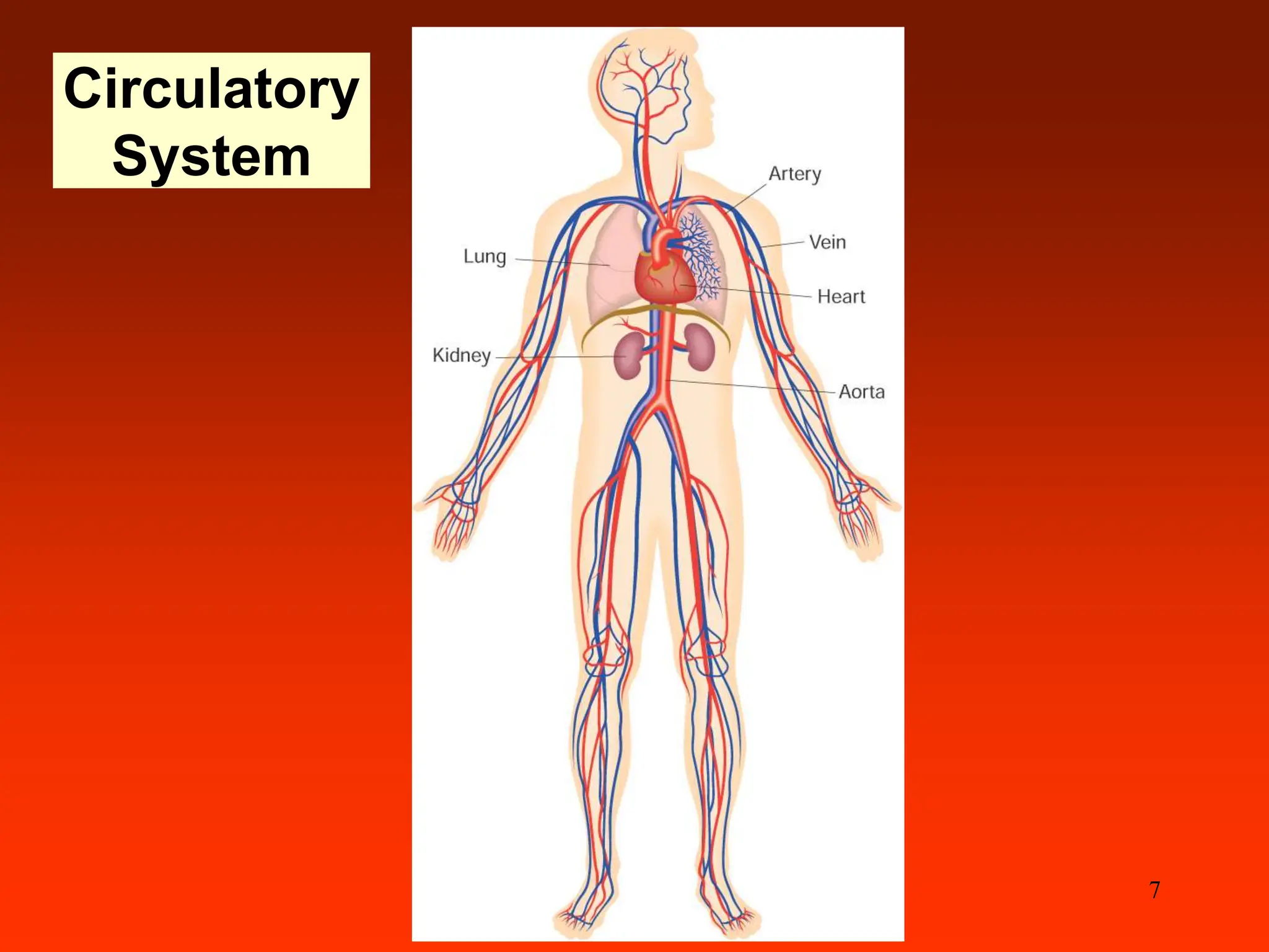 Transport in human, human circulatory system | PPT
